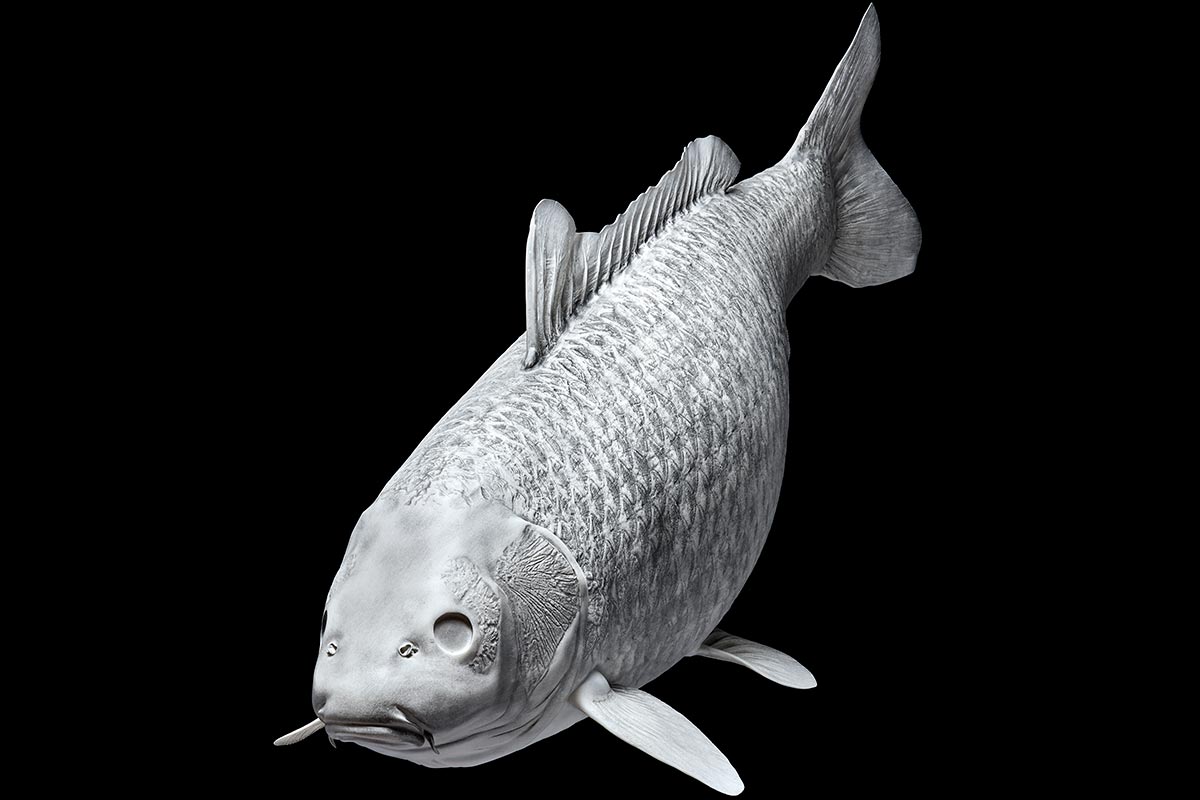 Common Carp Reproductions (Blanks) } Waters by Klaus