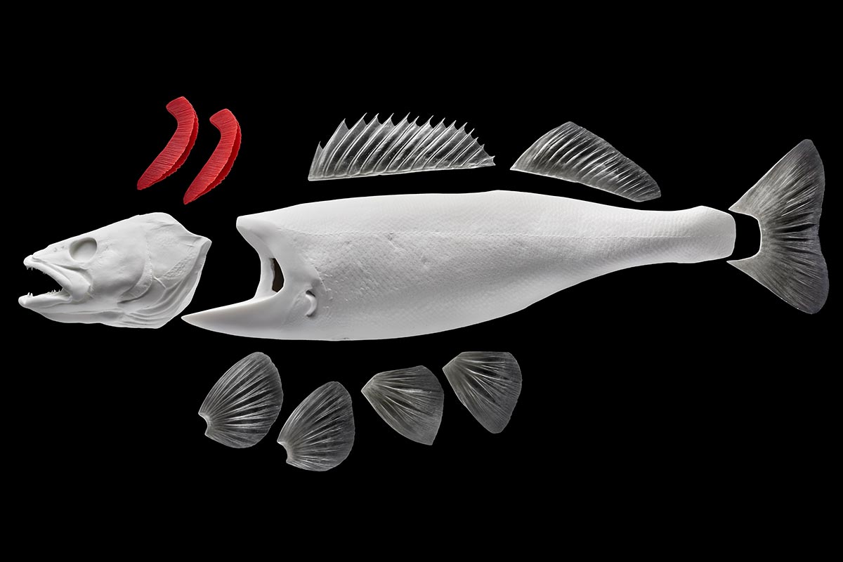 Walleye Reproductions (Blanks) | Waters by Klaus