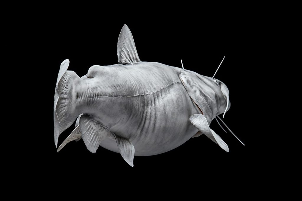 Flathead Catfish Reproductions (Blanks) | Waters by Klaus