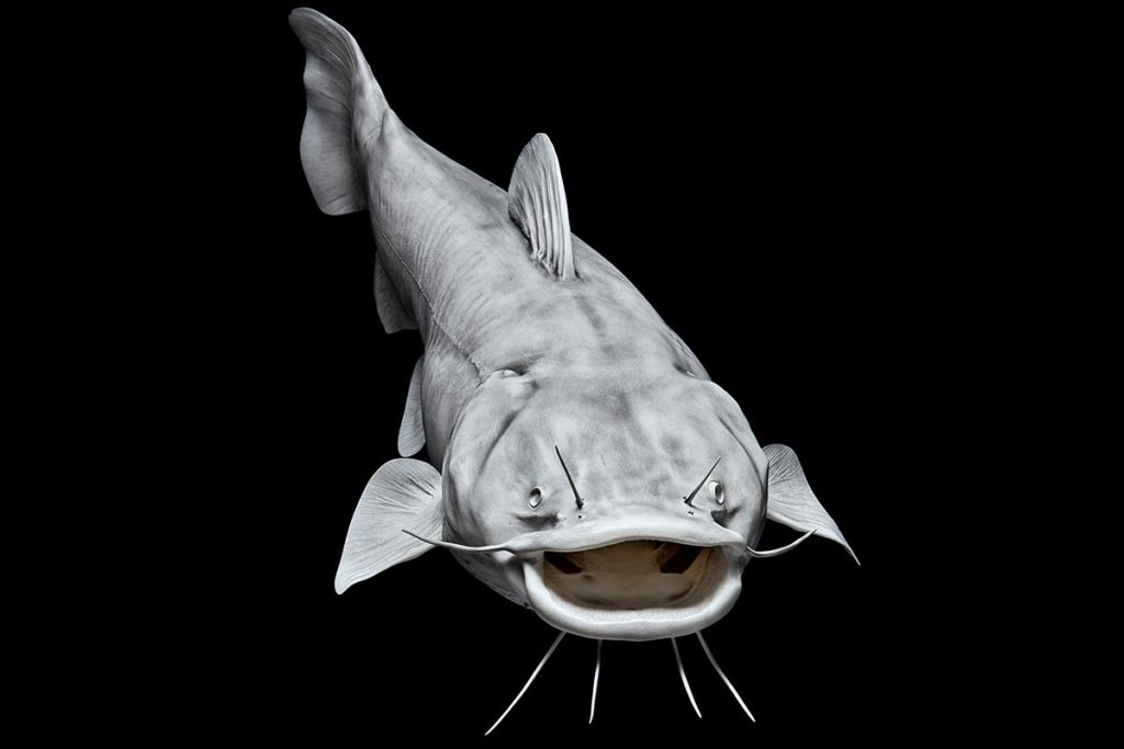 Flathead Catfish Reproductions (Blanks) | Waters by Klaus