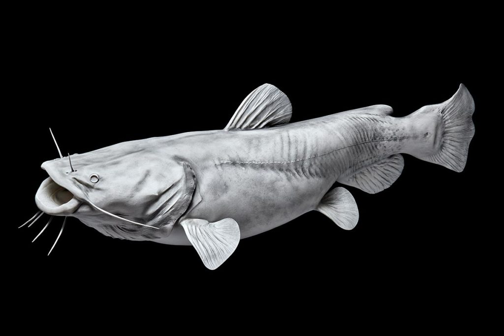 Flathead Catfish Reproductions (Blanks) | Waters by Klaus