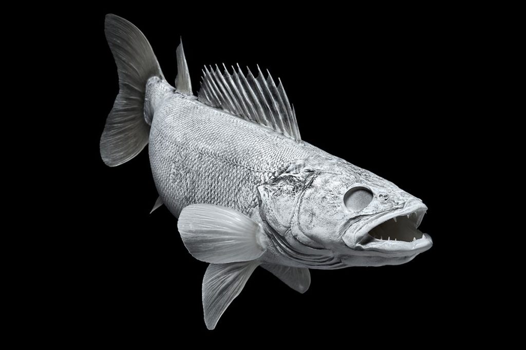 Walleye Reproductions (Blanks) | Waters by Klaus