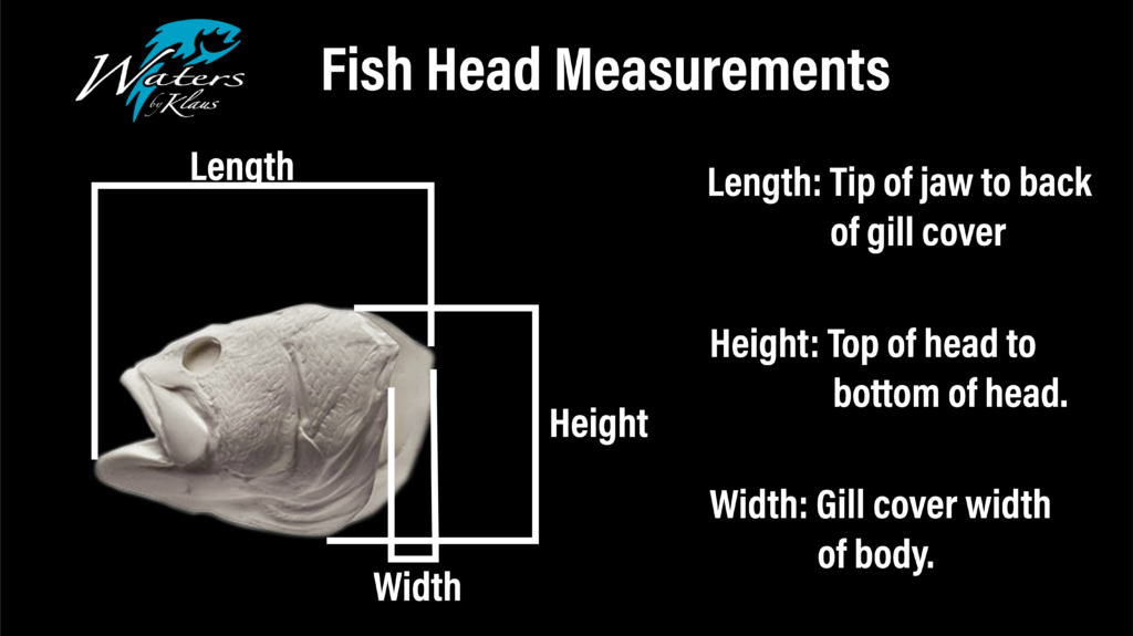 Reproduction Largemouth Bass Heads | Waters by Klaus