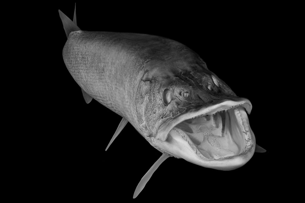 Northern Pike Reproductions (Blanks) | Waters by Klaus