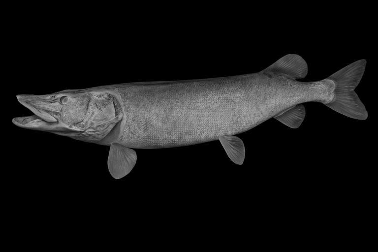 Northern Pike Reproductions (Blanks) | Waters by Klaus