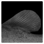 Northern Pike Reproductions (Blanks) | Waters by Klaus