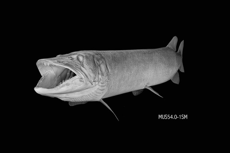 Muskellunge (Musky/Muskie) Reproductions (Blanks) | Waters by Klaus