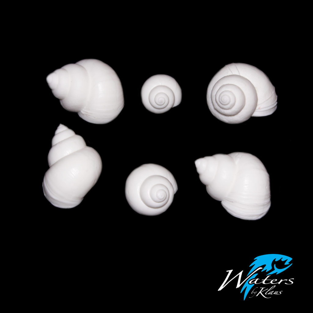 Freshwater Shell Reproductions | Waters by Klaus