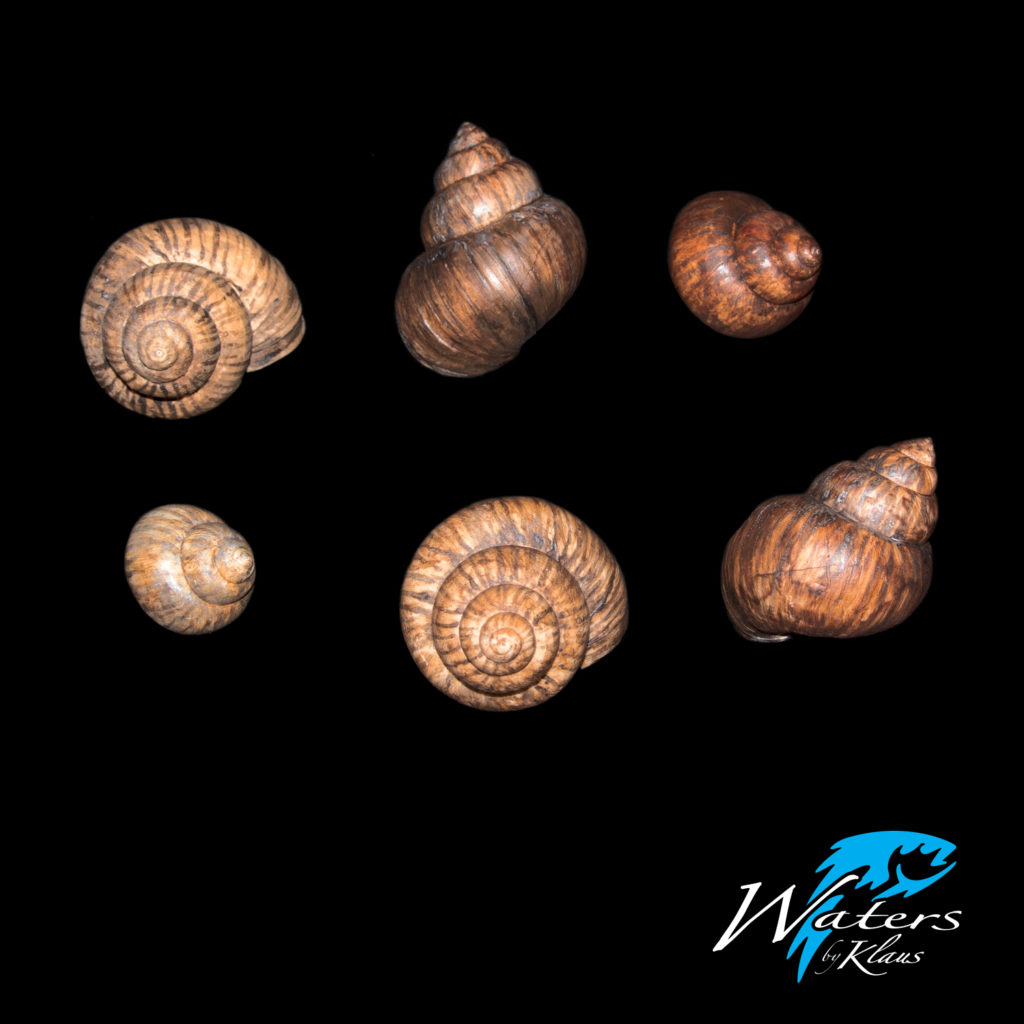 Freshwater Shell Reproductions | Waters by Klaus